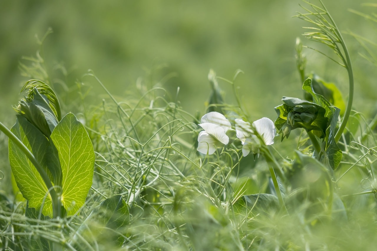Aberystwyth University Launches £1m Project to Research Pea Proteins